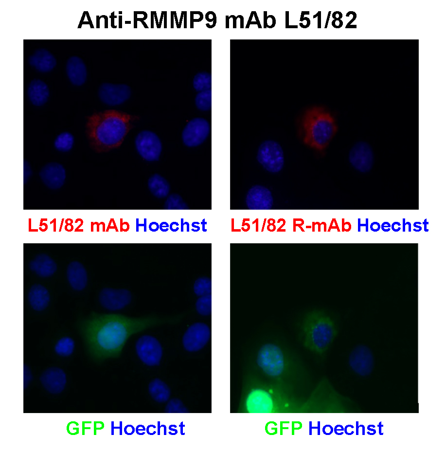 Addgene Antibody Data Hub Anti MMP9 Precursor L51 82R In Addgene Antibody Data Hub Anti MMP9 Precursor L51 82R In
